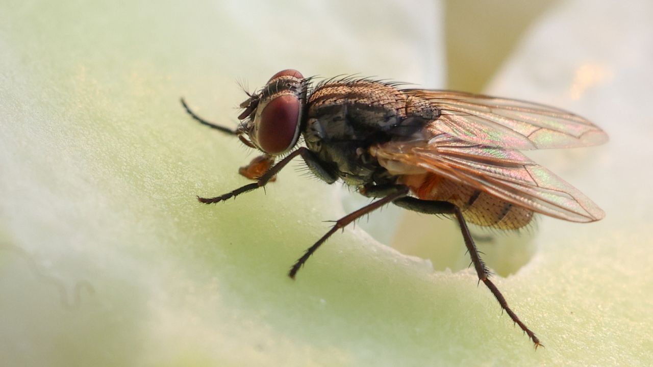 Say Goodbye to Fly Poop Stains: Quick and Easy Removal Tips – Because ...