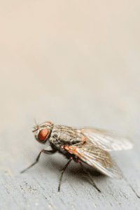 How to Remove Fly Poop Stains - Because Mom Says