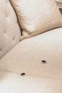 How to Remove Fly Poop Stains - Because Mom Says